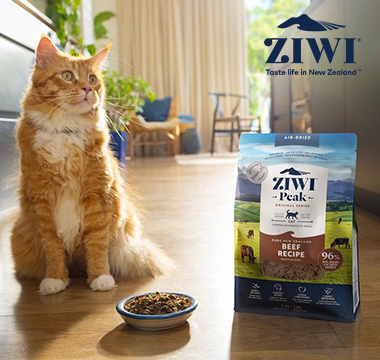 虎斑貓的迷人魅力：品種、花紋、個性與照顧方式完整解析